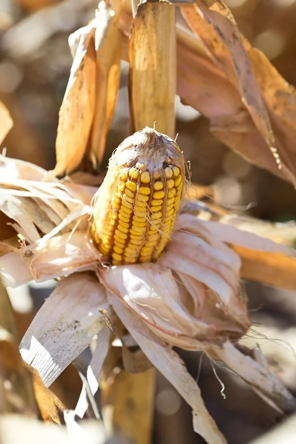 Kansas Corn Tour - Cooking for Keeps